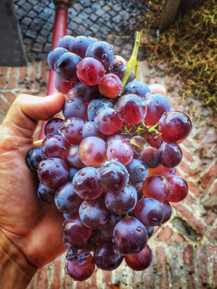 The Pelaverga Piccolo Variety, Its Terroir, and The Amazing Verduno ...