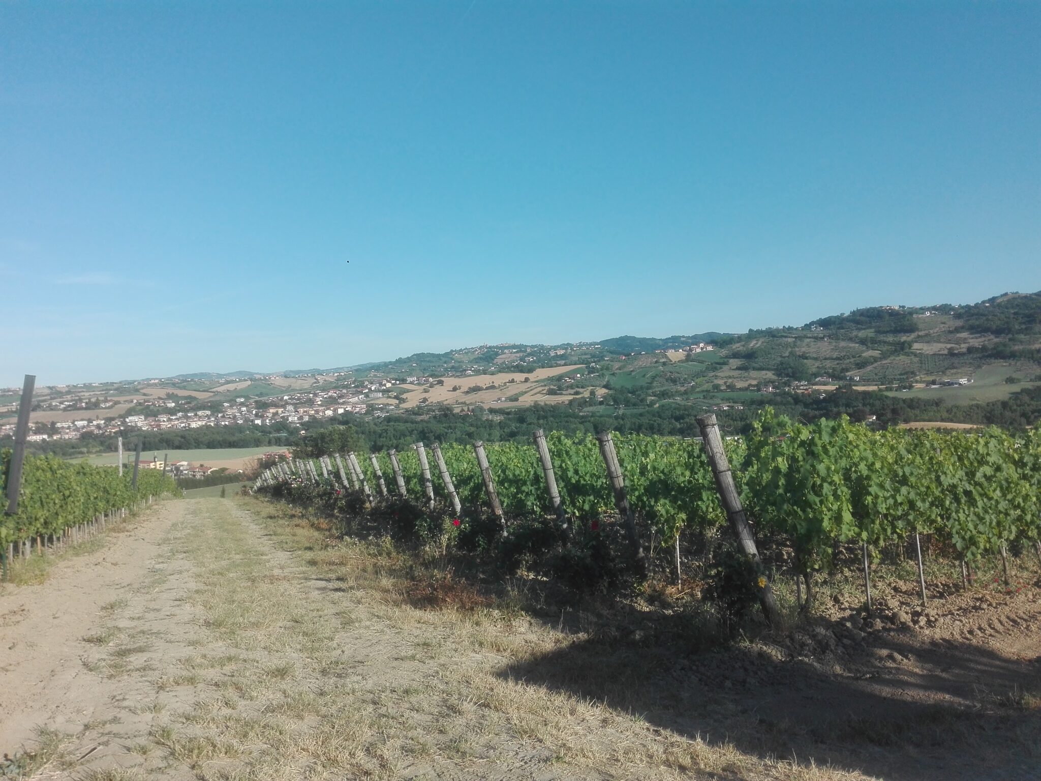 The Wines of Emilia Romagna: Recent Releases – TerroirSense Wine Review