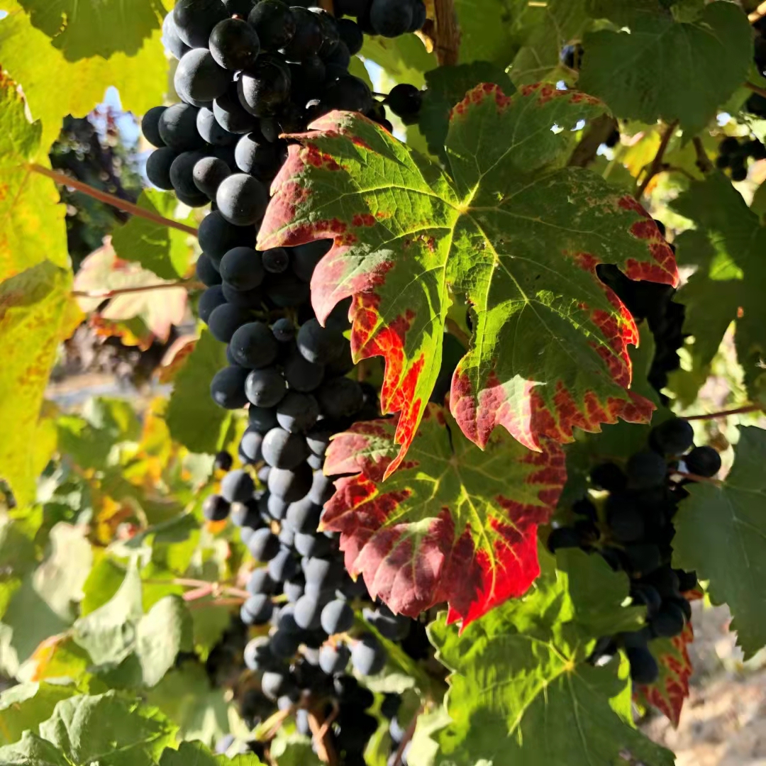 The Impressive Winery and Wines of Xige Estate in Ningxia ...