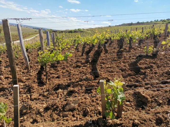 La Tâche – Profile and Vertical Tasting of This Legendary Grand Cru ...