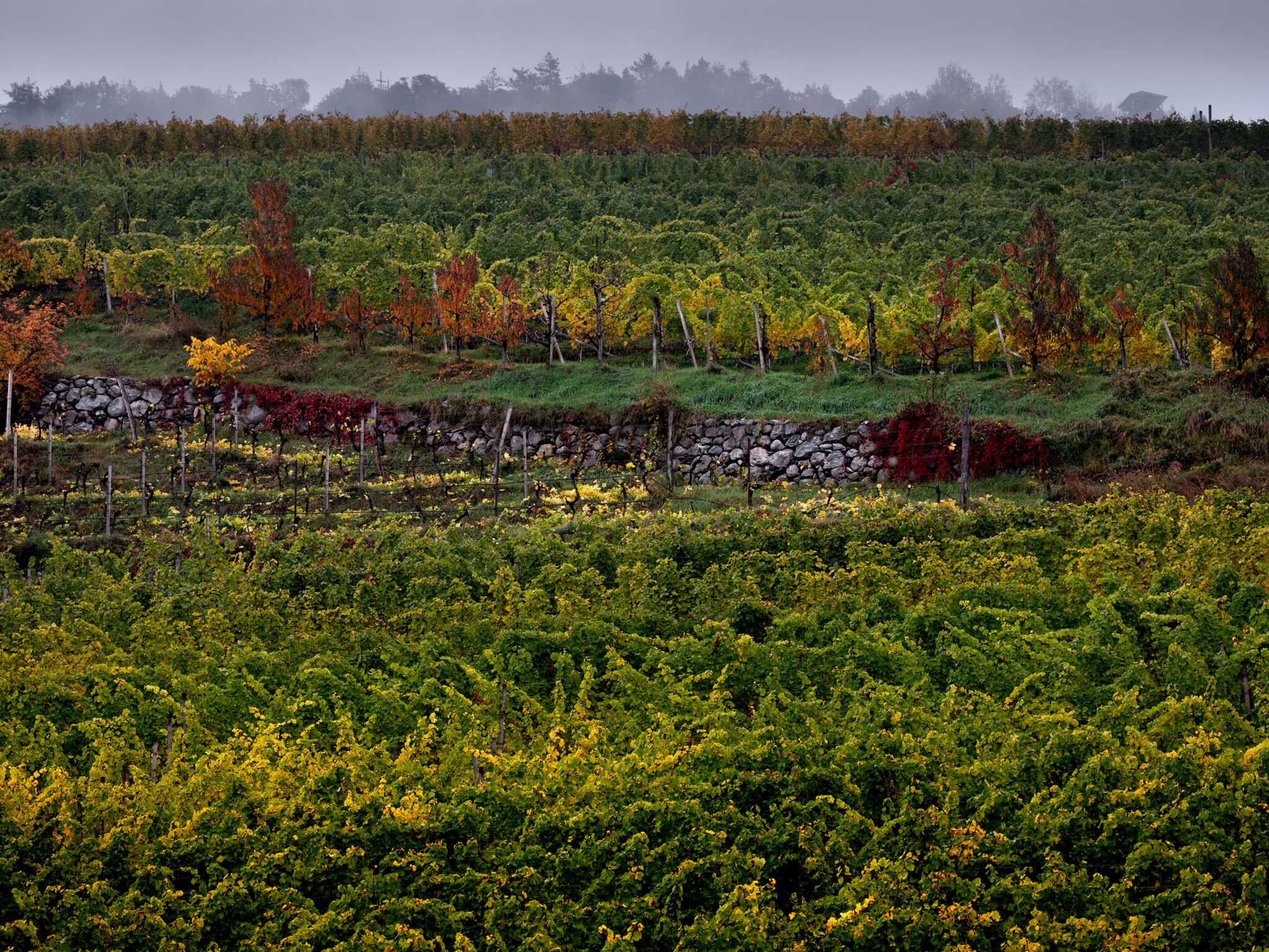 Manni Nossing Muller Thurgau Sass Rigais Alto Adige Valle Isarco 2008 ...