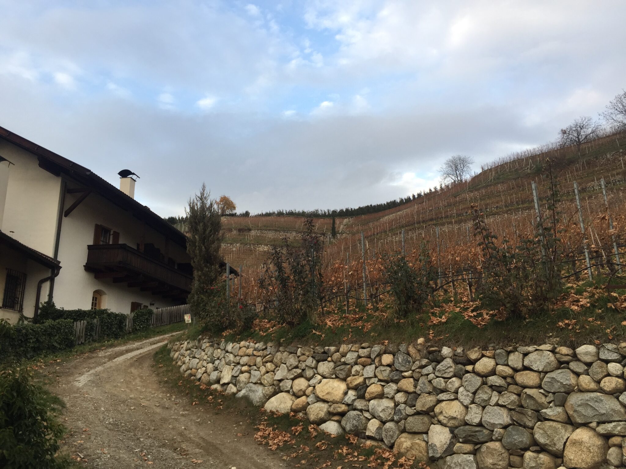 Manni Nossing Muller Thurgau Sass Rigais Alto Adige Valle Isarco 2008 ...