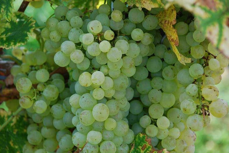 Tasting Report: Recent Releases of Germany’s Amazing Silvaner Wines ...