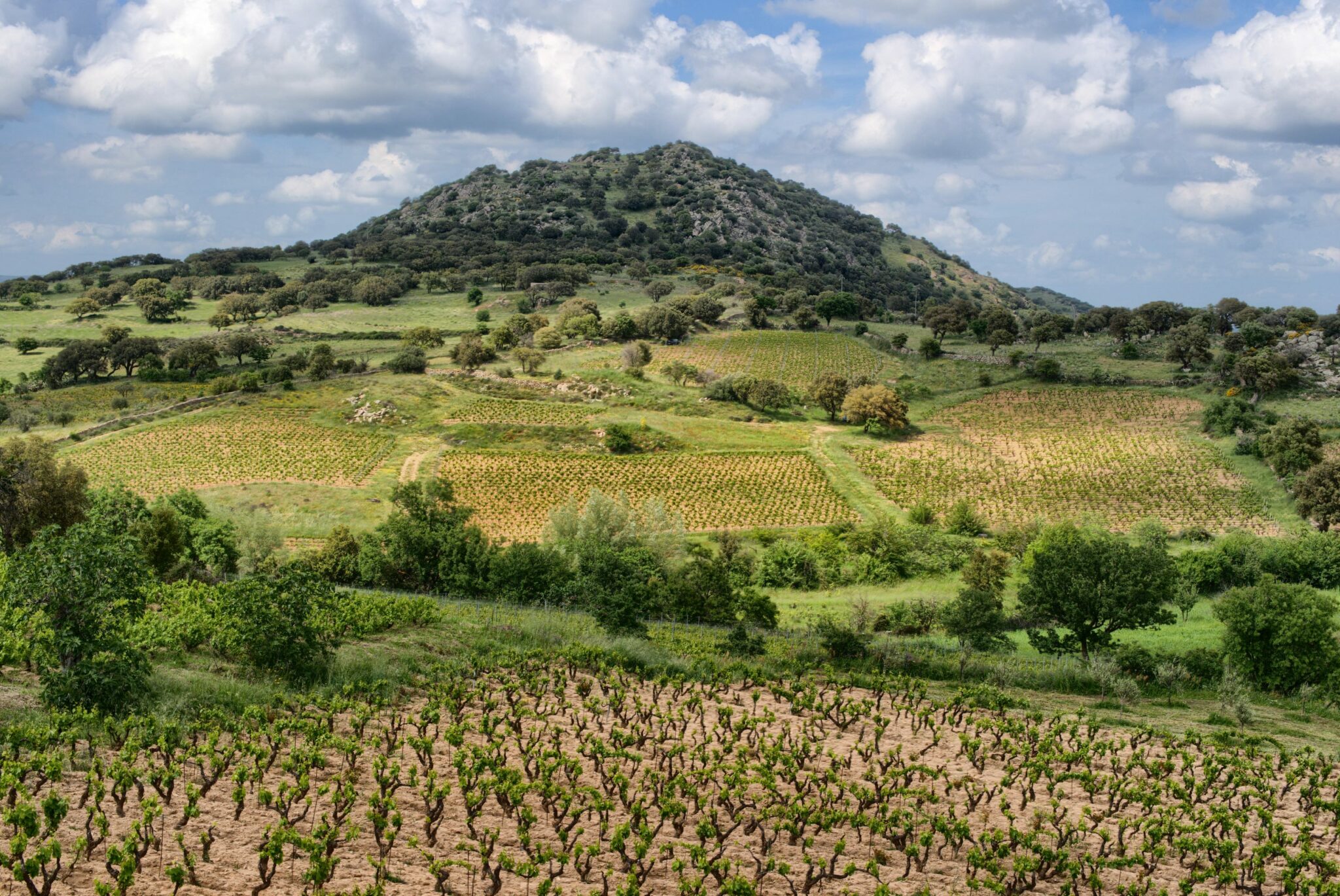 Meet the Mamoiada’s Granatza White Grape: Italy’s New-Old Native ...