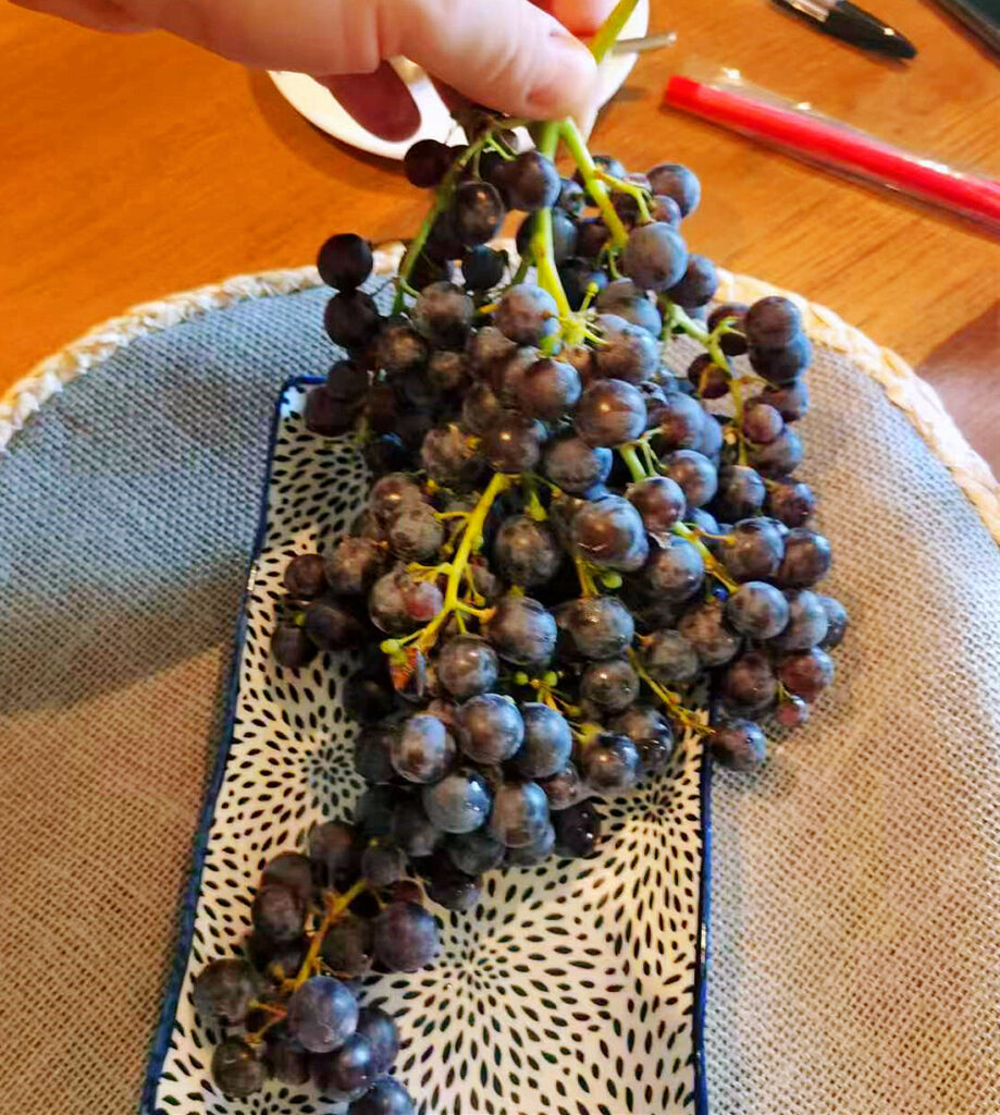 Pelaverga Piccolo and Its Unique, and Uniquely Good, Verduno Pelaverga ...